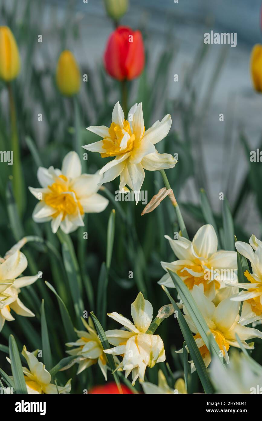 Terry daffodils bloom in the garden in a country house in spring Stock ...