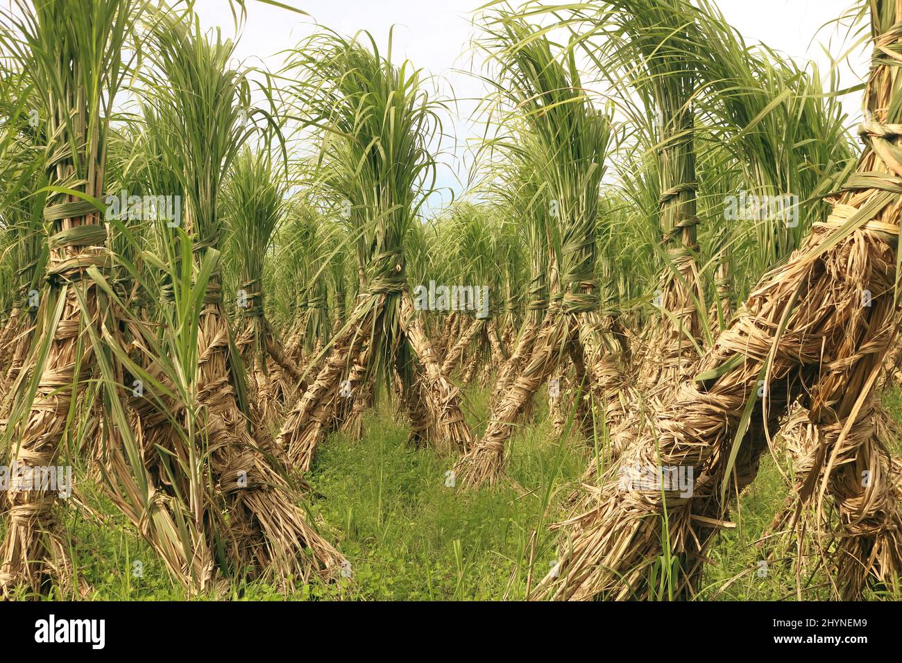 Green Sugarcane field. Row upon row of sugarcane. Delicious sugar is ...