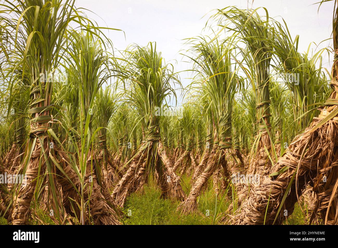 Sugarcane field. Row upon row of sugarcane. Delicious sugar is made ...