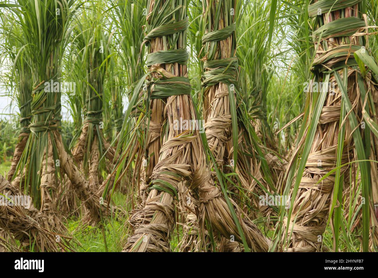 Sugarcane field. Row upon row of sugarcane. Delicious sugar is made ...