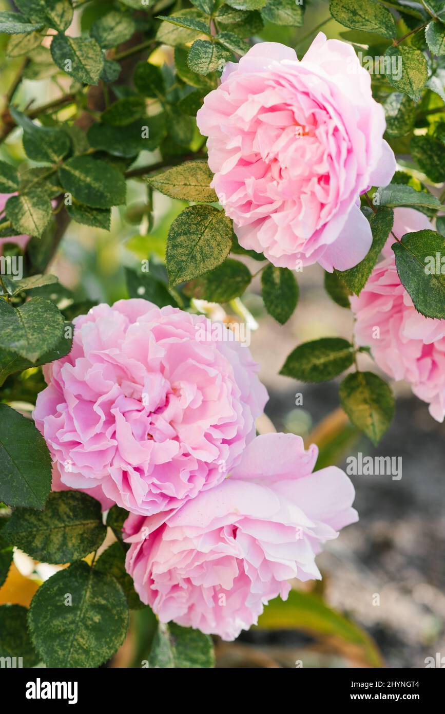 Beautiful pink mary rose flowers in summer in the garden Stock Photo ...