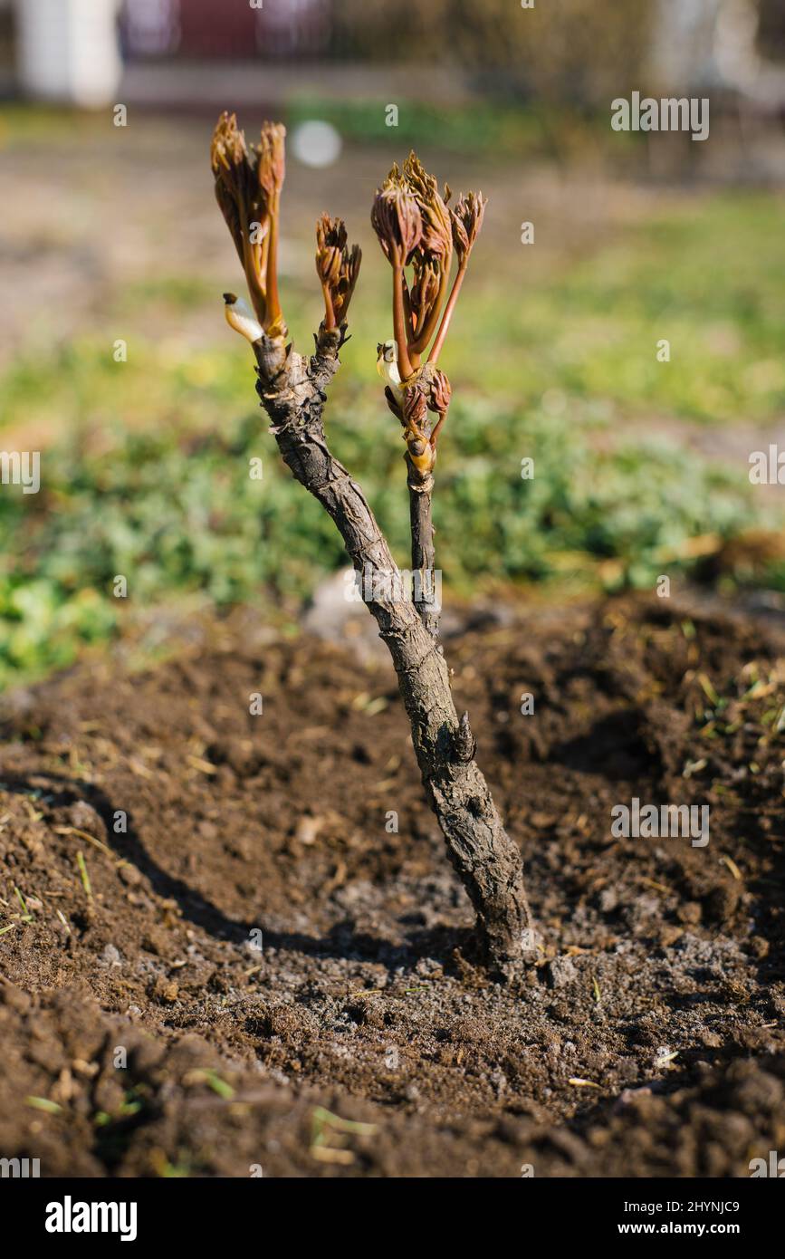 Budding tree peony in spring in the garden Stock Photo - Alamy