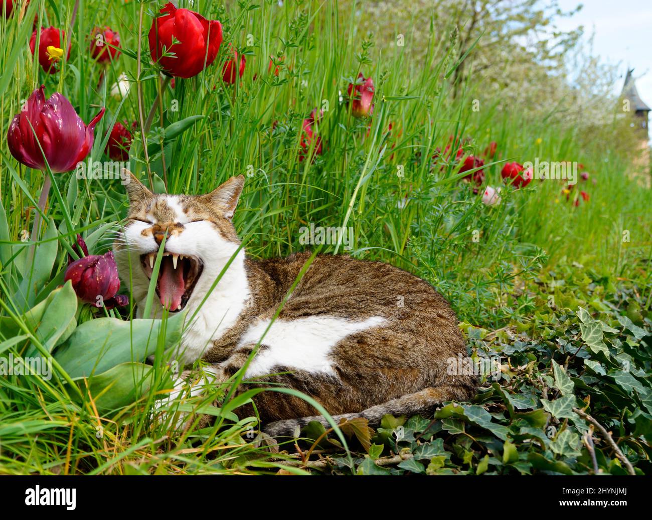 a cute cat yawning on the spring tulip meadow on a fine April day on ...