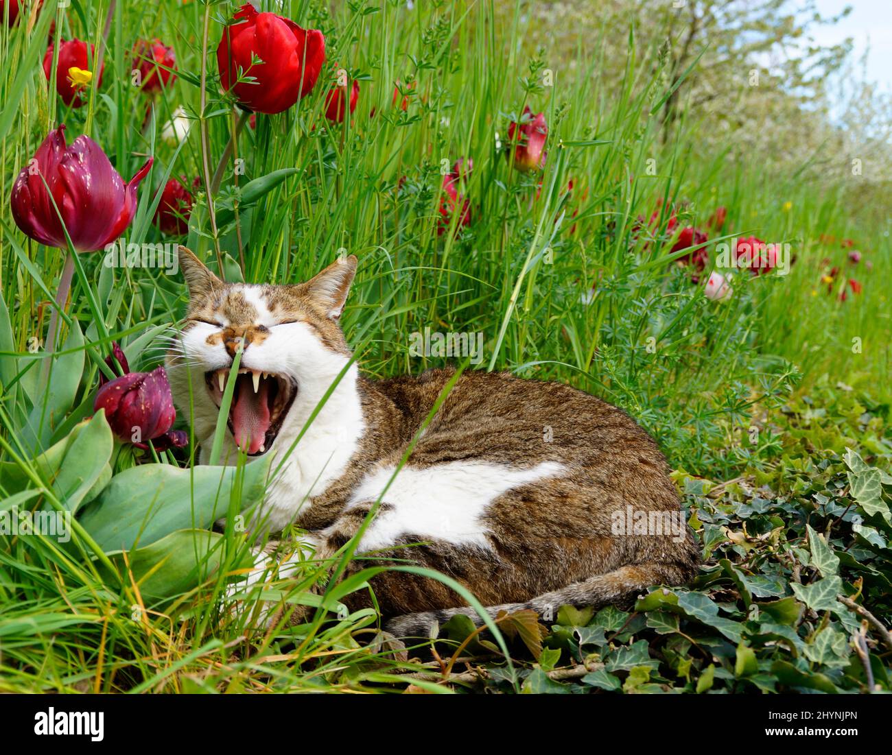 a cute cat yawning on the spring tulip meadow on a fine April day on ...