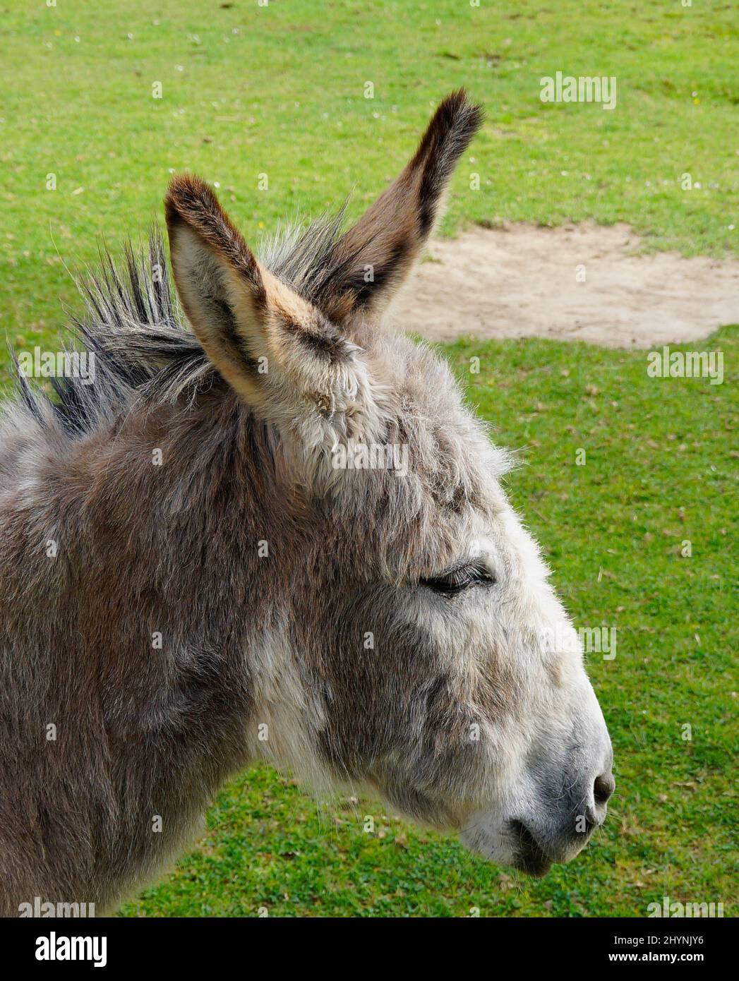 a cute and fluffy donkey resting on a green meadow on island of Mainau ...