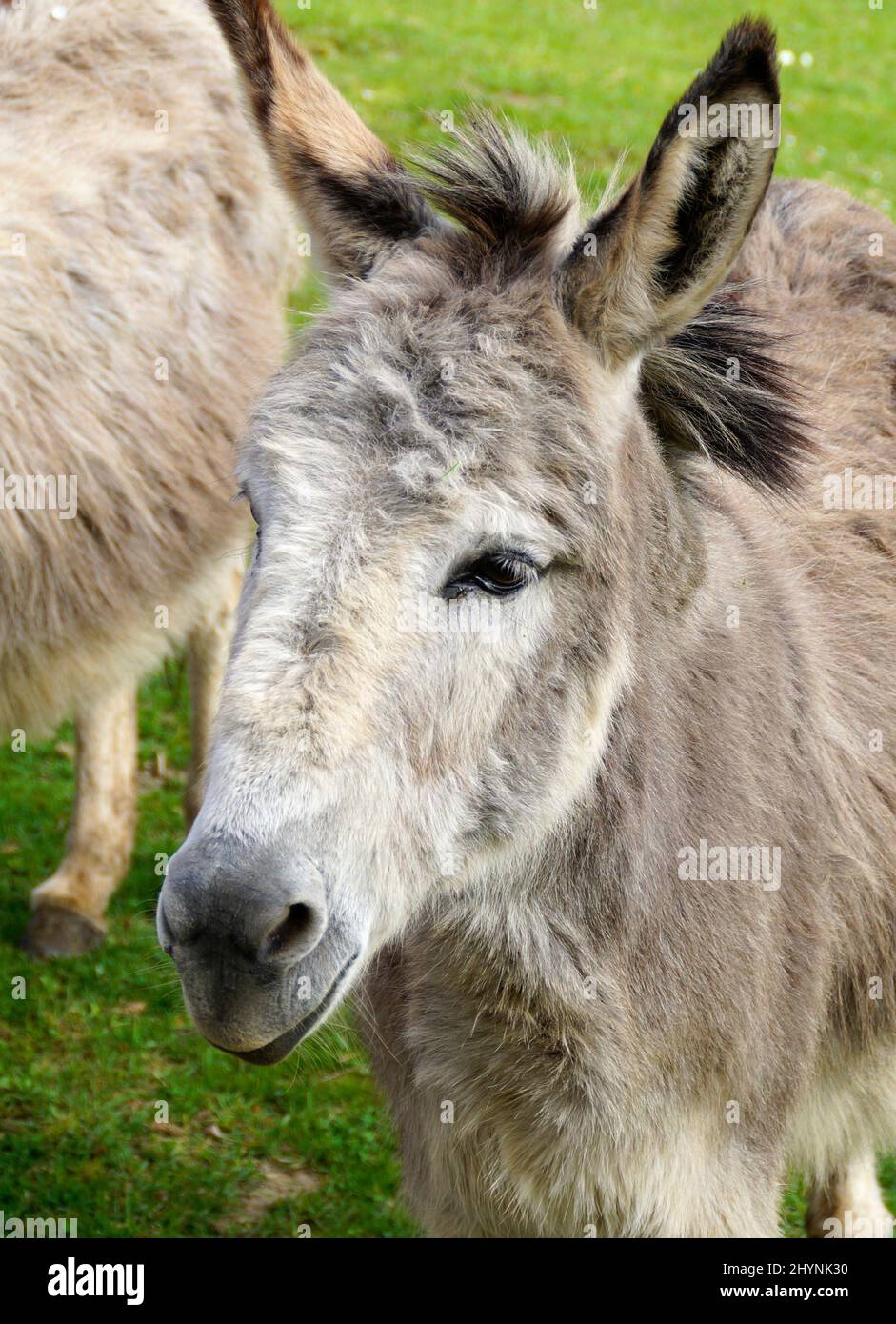 Domestic donkeys domestic animal hi-res stock photography and images ...