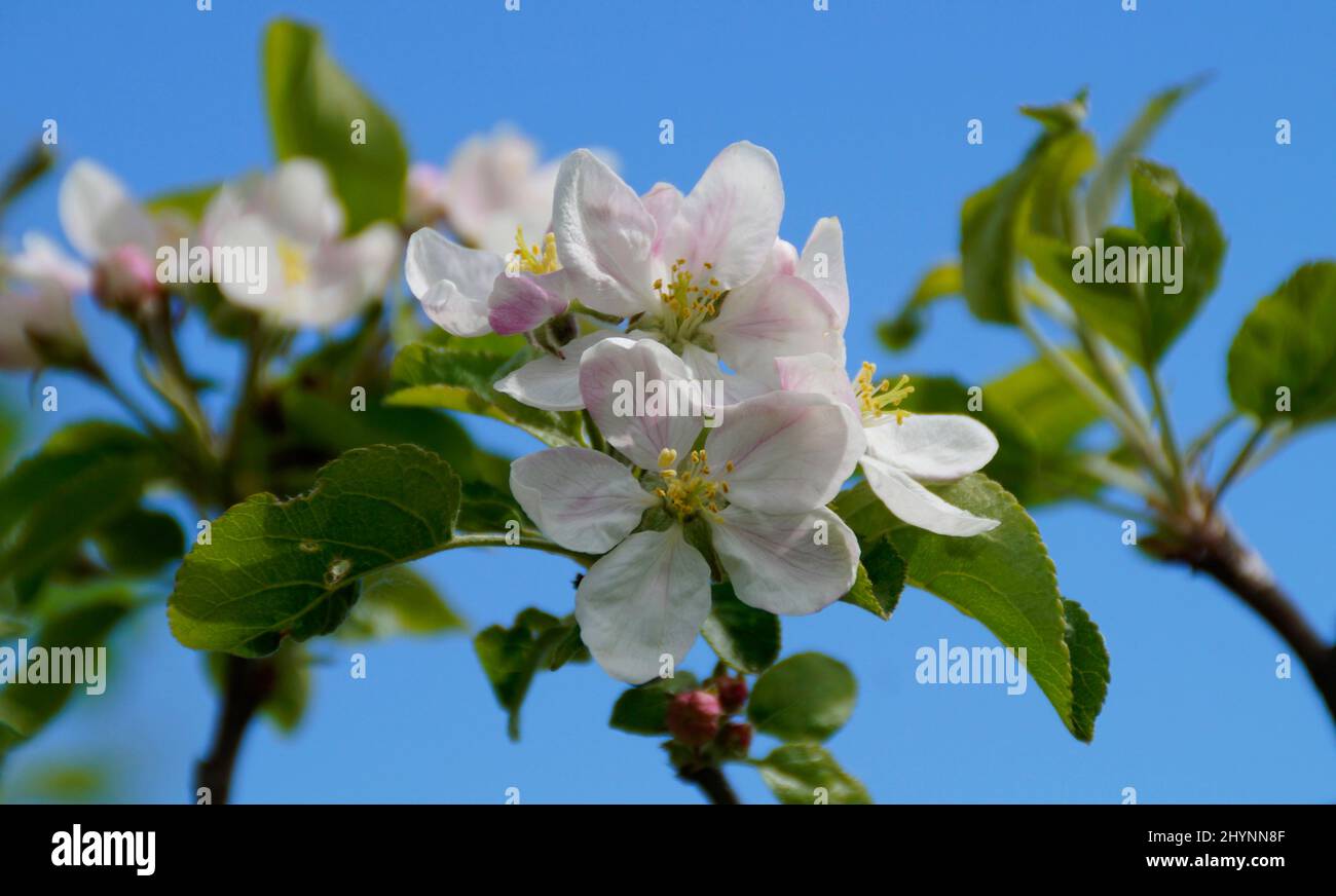 Green Apple Tree Flower