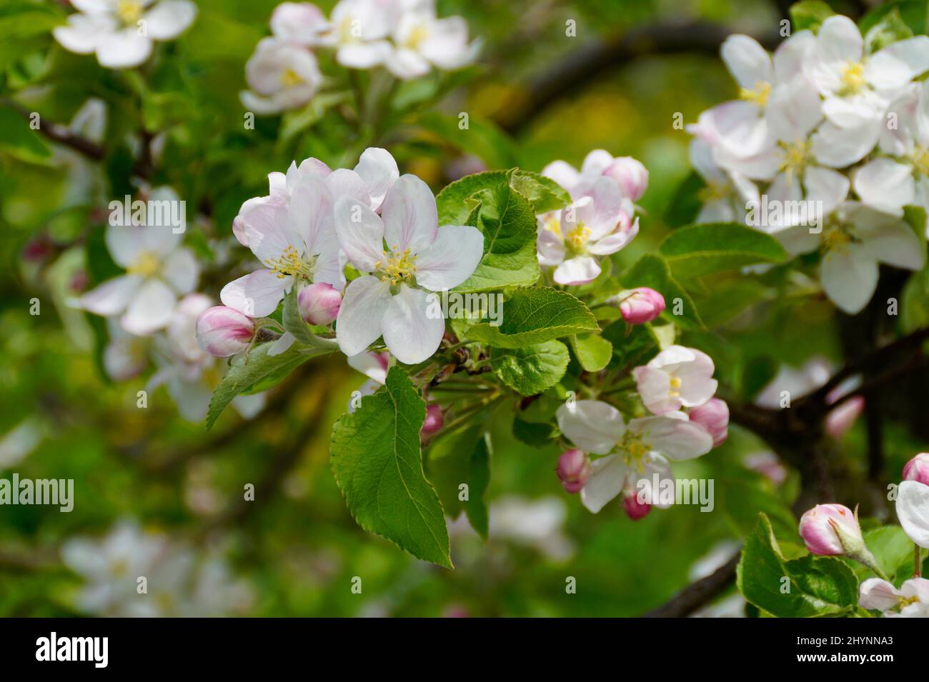 apple trees in full bloom on a fine day in April by lake Bodensee or ...