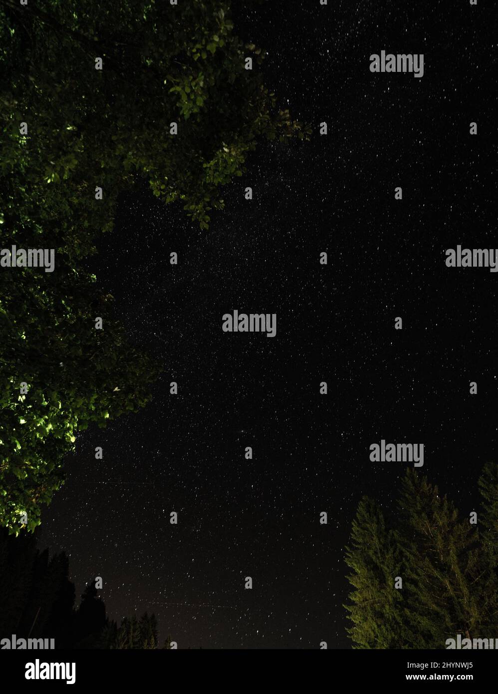 Blue starry night sky with tree branches Stock Photo - Alamy