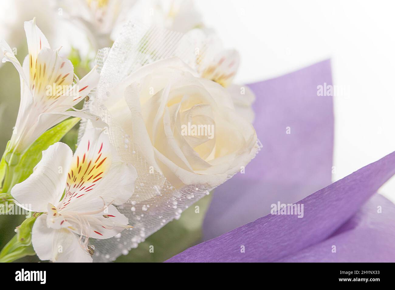 Bouquet of flowers in a purple wrapper close-up. White roses and white ...