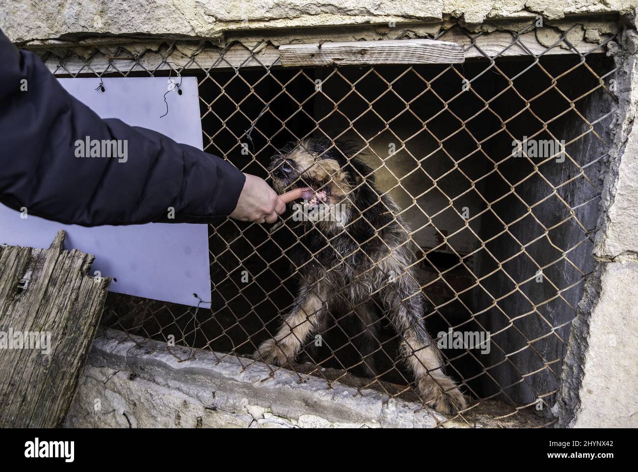 Dog locked in cage, abandoned animals pets Stock Photo - Alamy