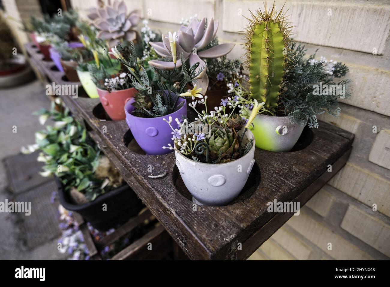 Exotic cactus in pot, plants and flowers, decoration Stock Photo - Alamy