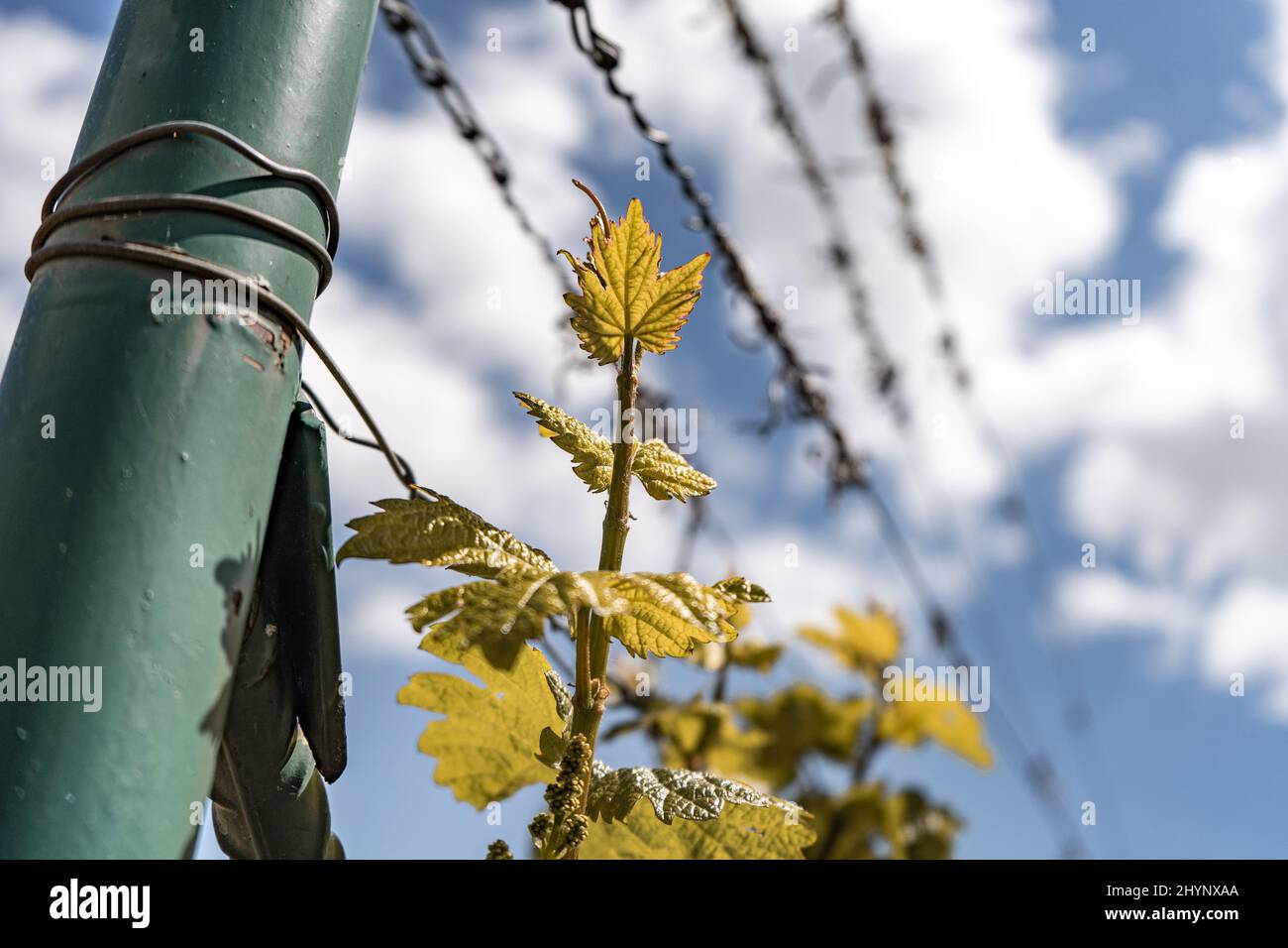 Low angle shot of a green grapevine growing in a vineyard tied to ...