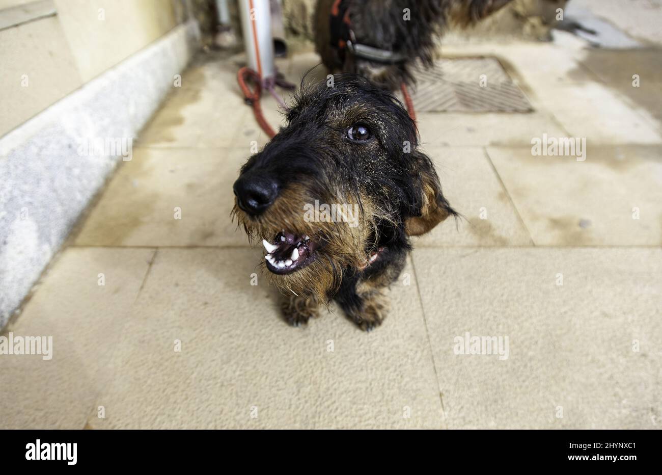 Dog tied up in the street, domestic animals, pets Stock Photo - Alamy
