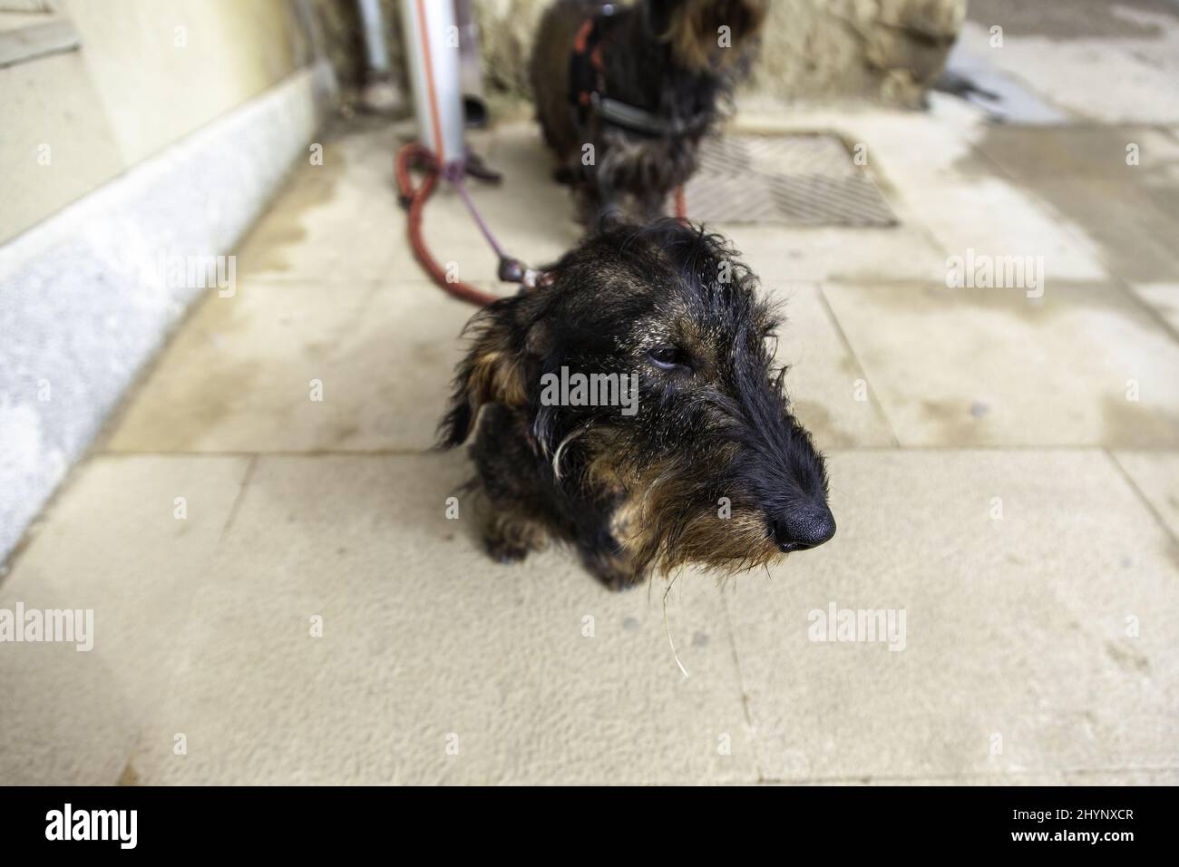Dog tied up in the street, domestic animals, pets Stock Photo - Alamy