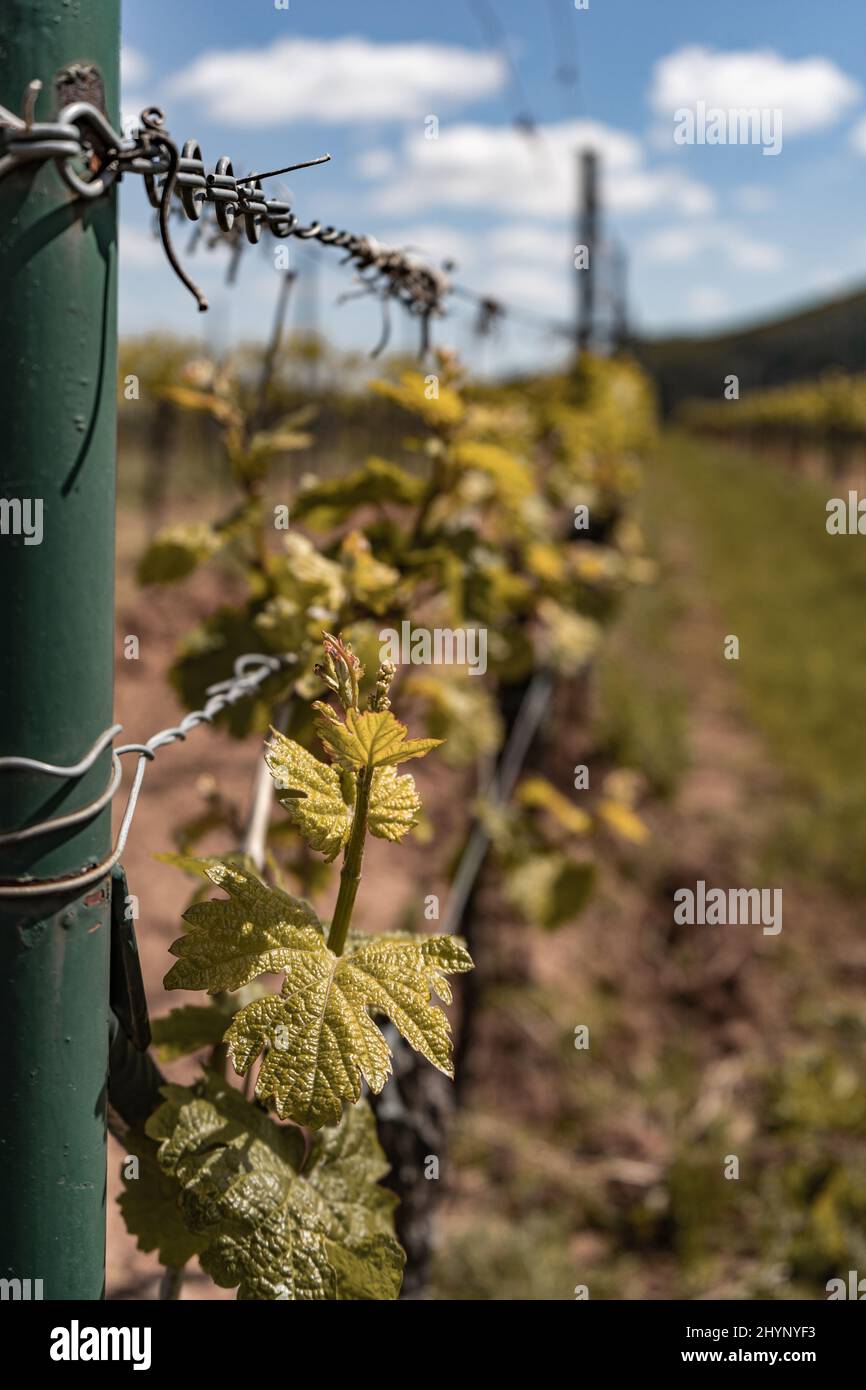 Vertical shot of a grapevine growing in a farm tied to barbed wires ...