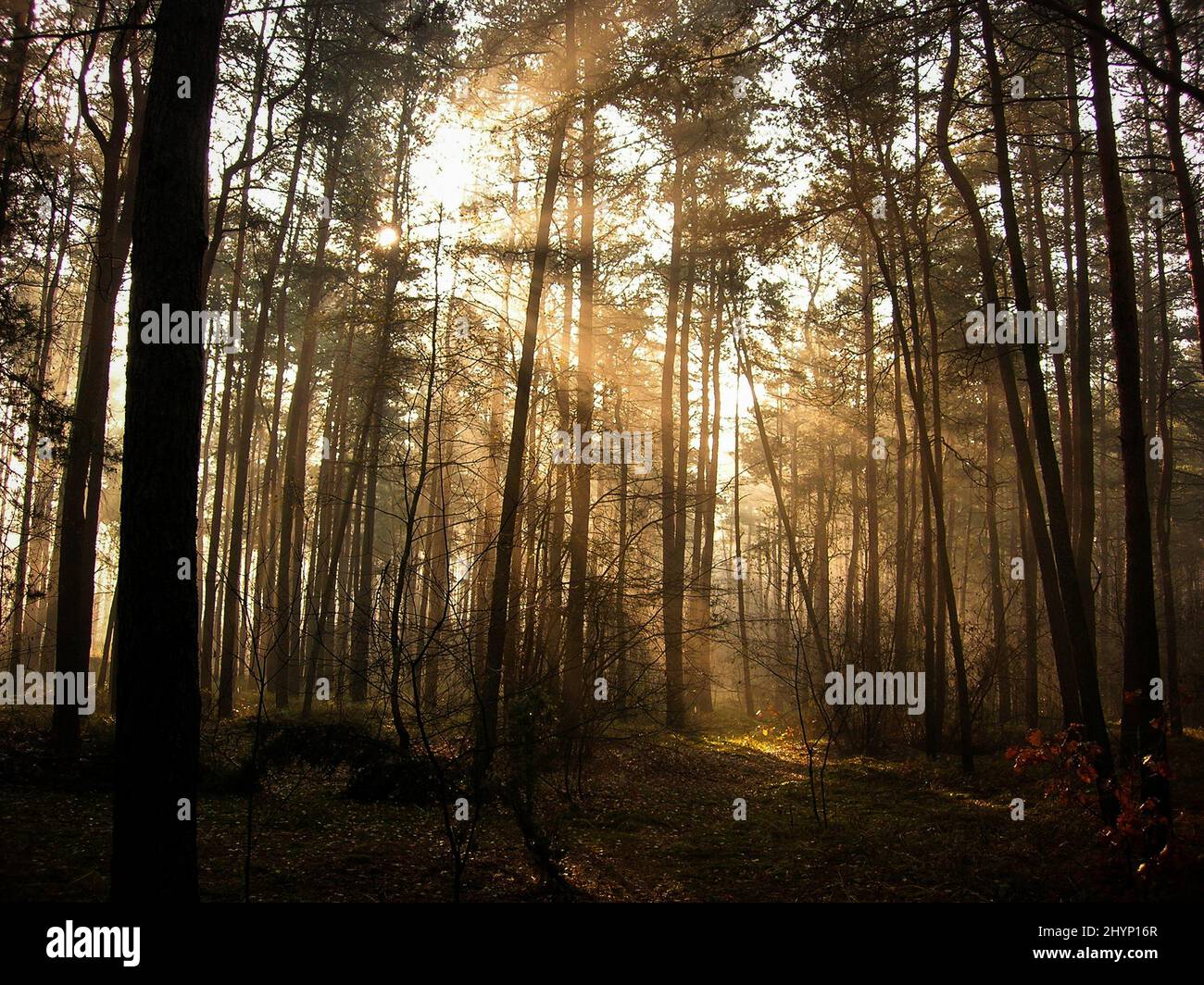 Golden hour in the Polish forest with shafts of light breaking through ...