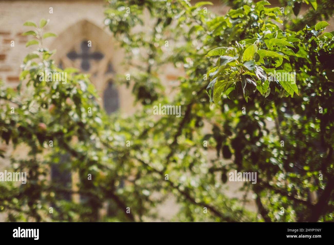 Selective focus of the green leaves against the St. Augustine's ...