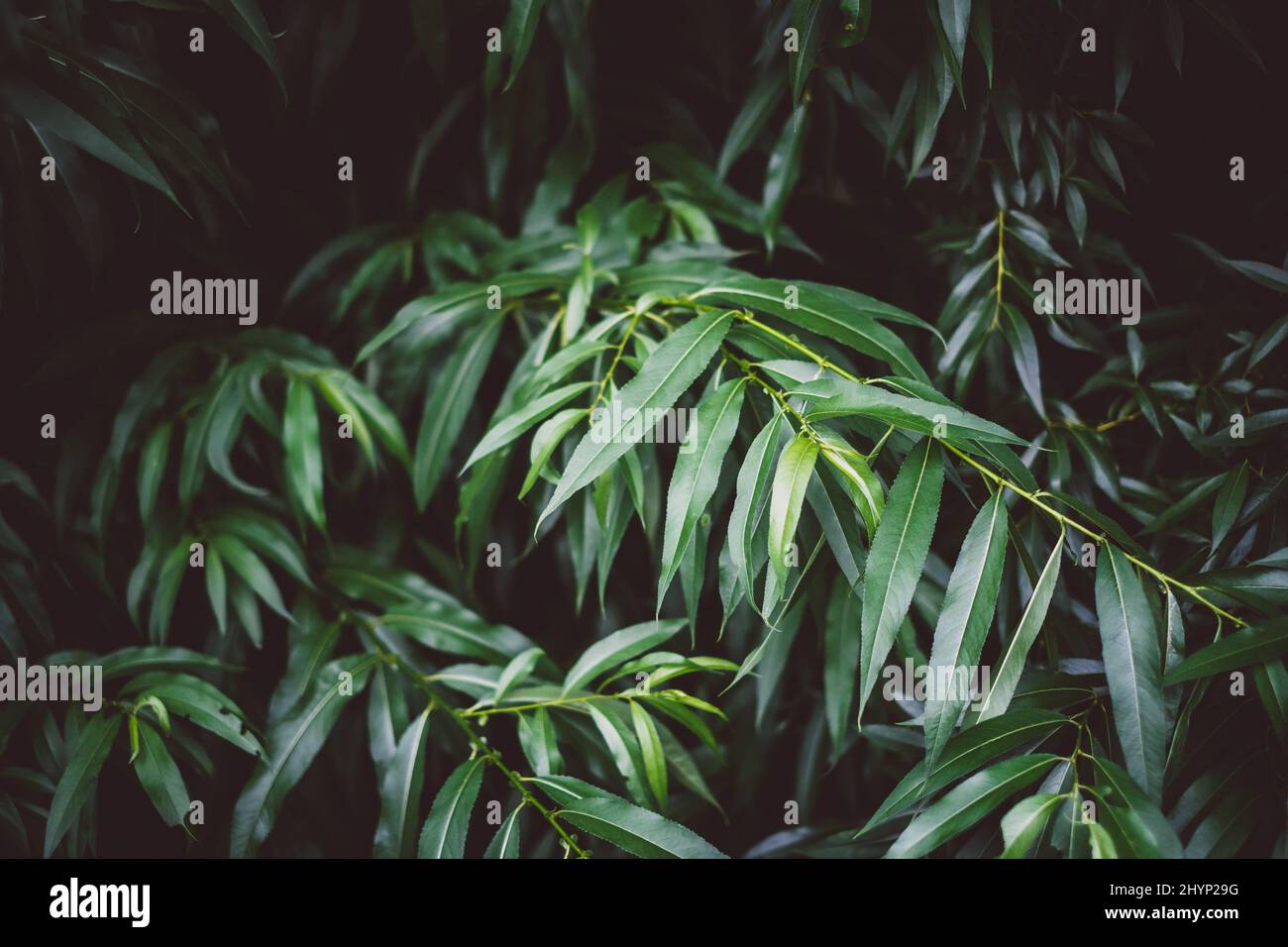 Close up of Salix pierotii-Korean willow plant Stock Photo - Alamy