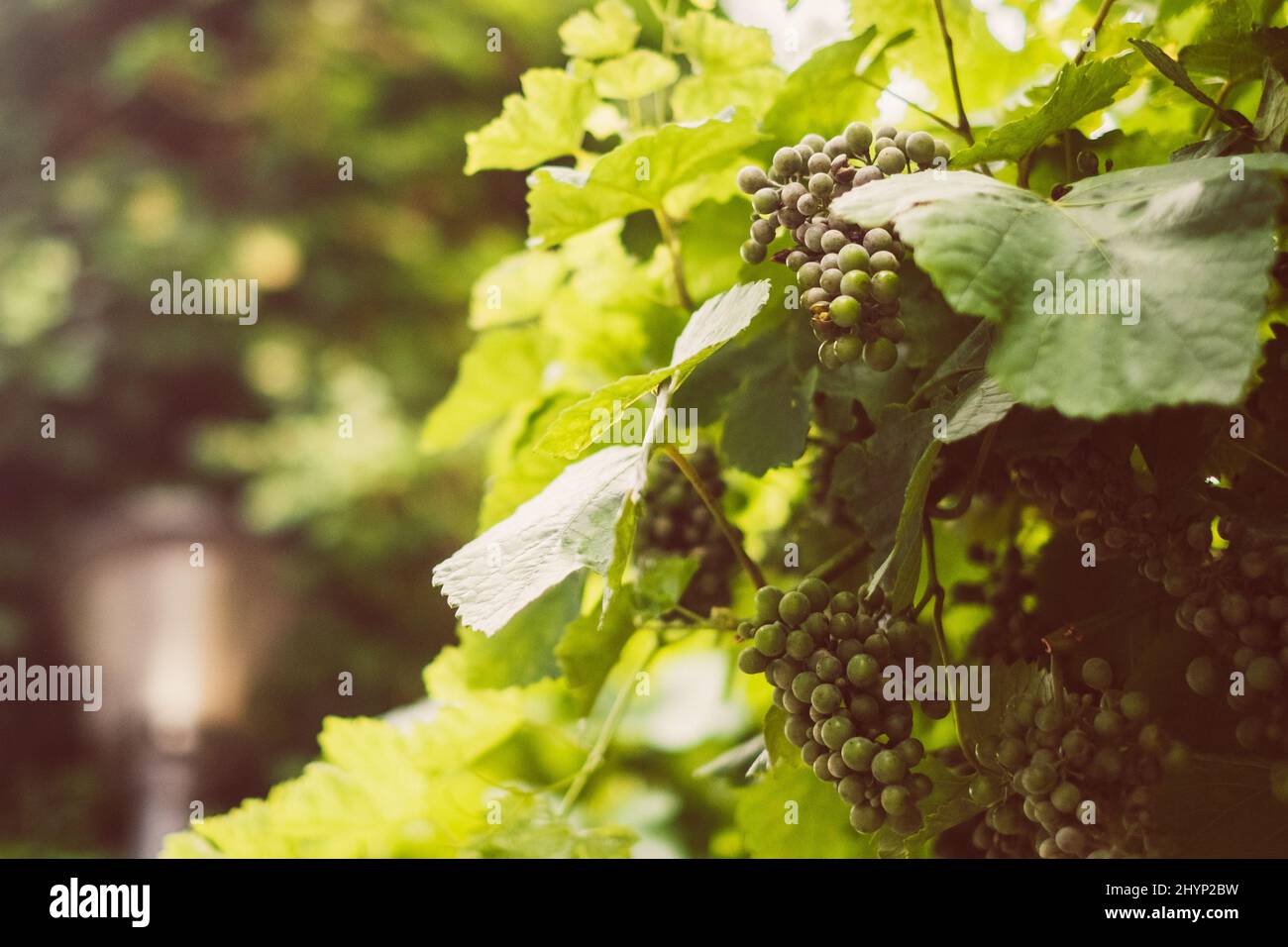 Close up shot of raw grape tree under the sunlight Stock Photo - Alamy