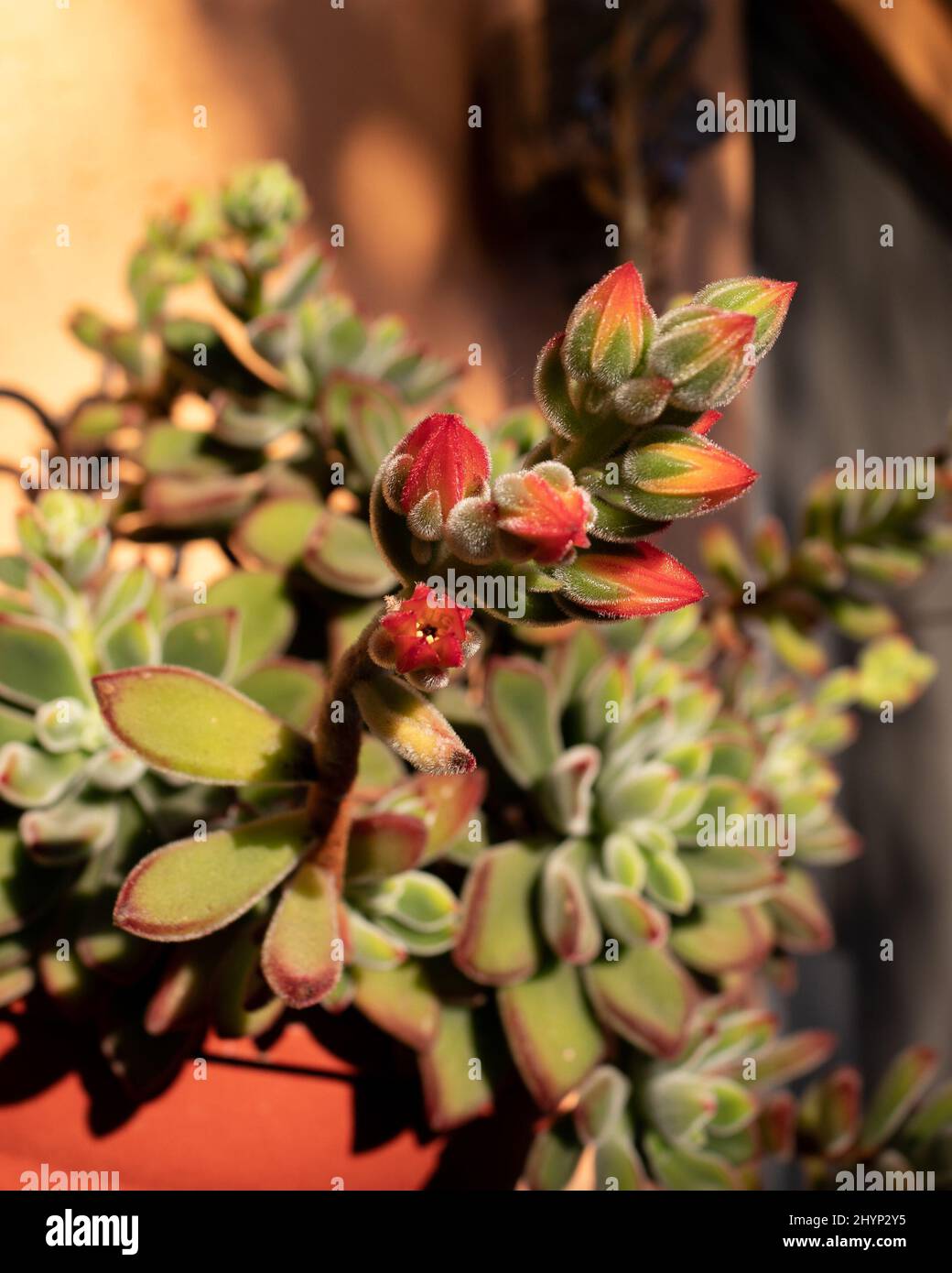 Vertical closeup of the Echeveria pulvinata, the plush plant Stock ...