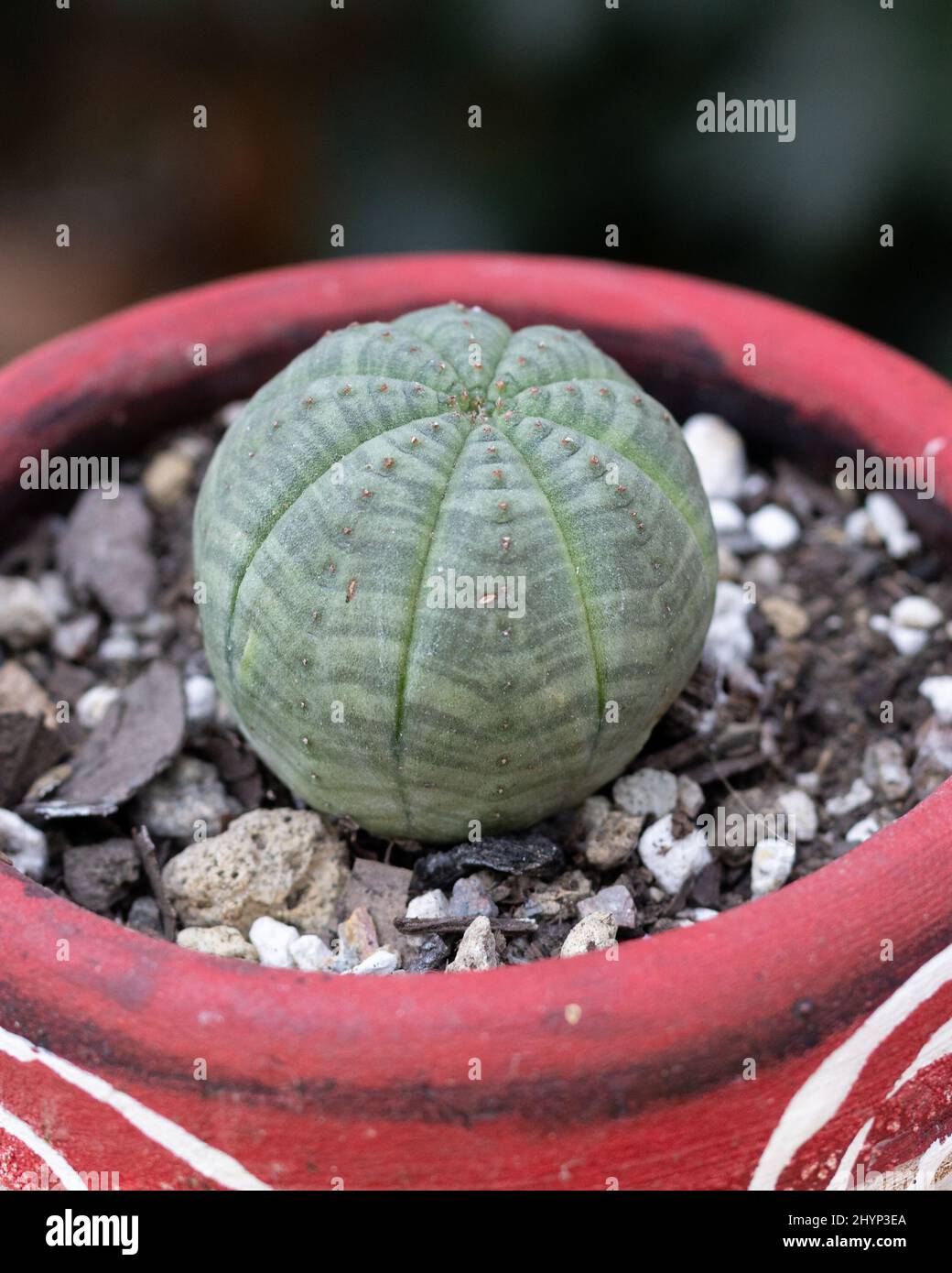 Vertical closeup of Euphorbia obesa. Sometimes referred to as the ...