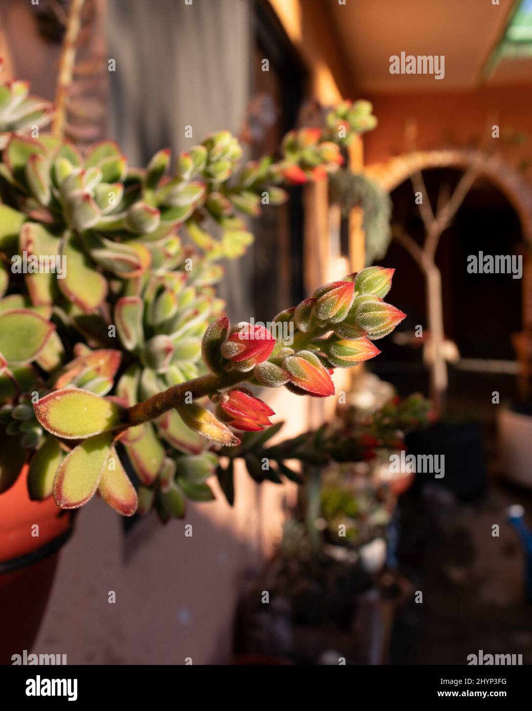 Vertical closeup of the Echeveria pulvinata, the plush plant Stock ...