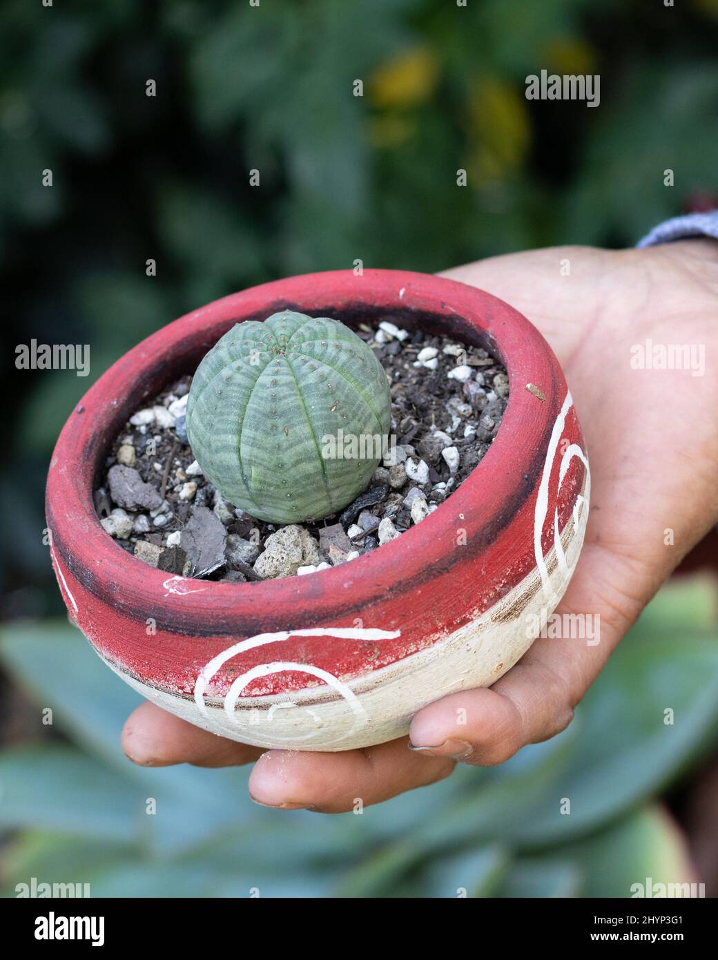 Vertical closeup of Euphorbia obesa. Sometimes referred to as the ...