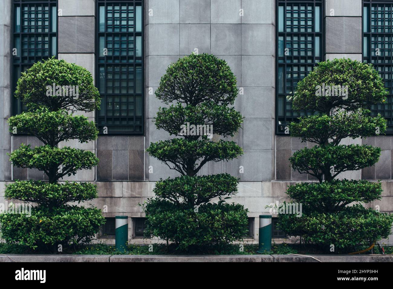 Cut trees near the building wall Stock Photo - Alamy