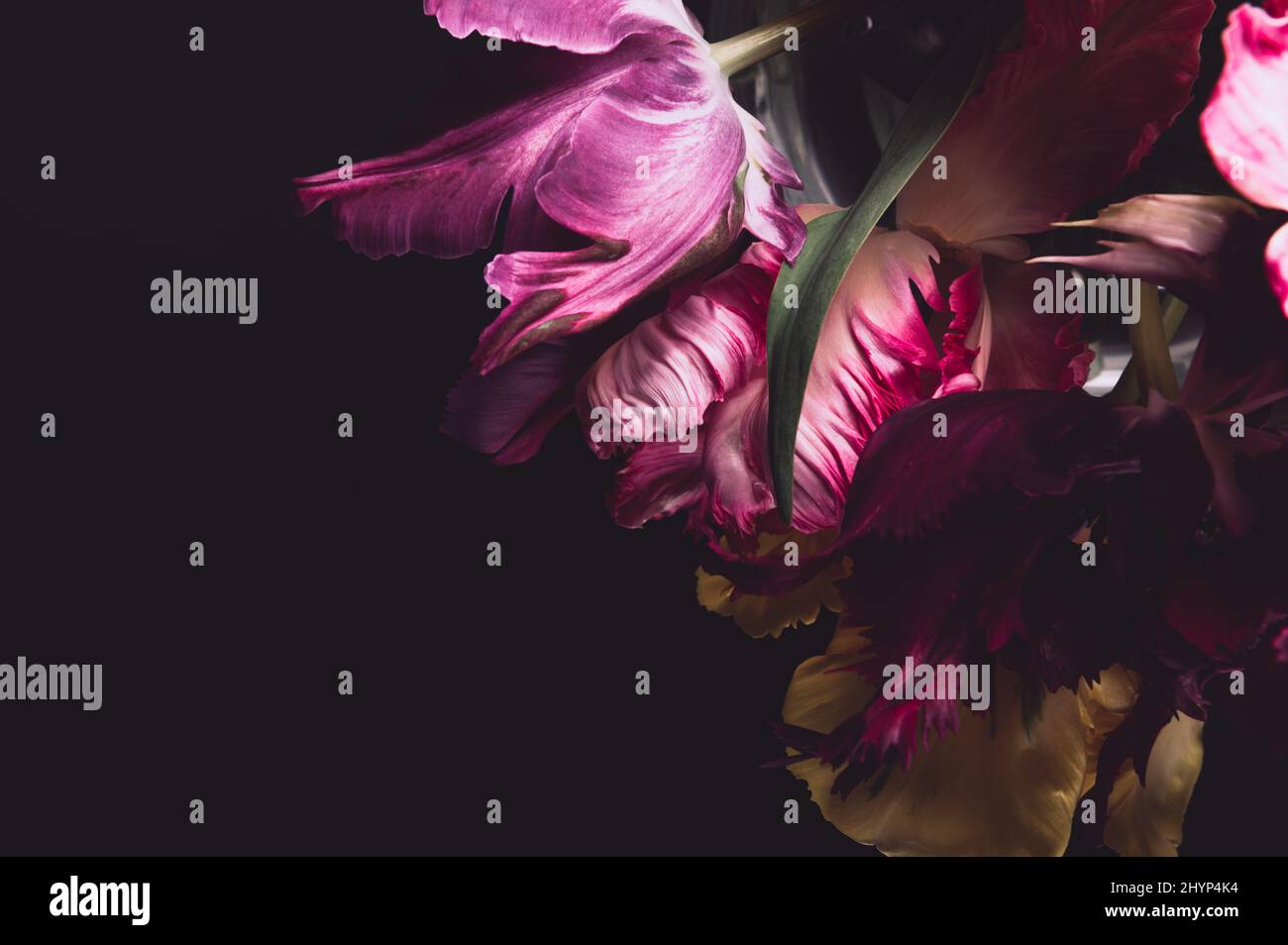 Bunch of Parrot Style Tulips Stock Photo - Alamy