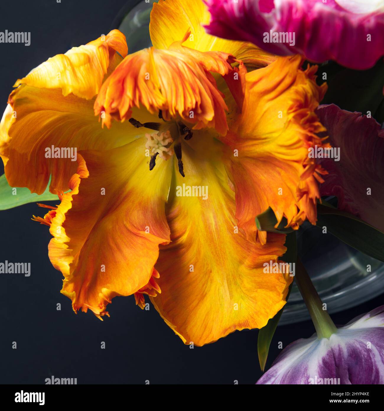 Bunch of Parrot Style Tulips Stock Photo - Alamy