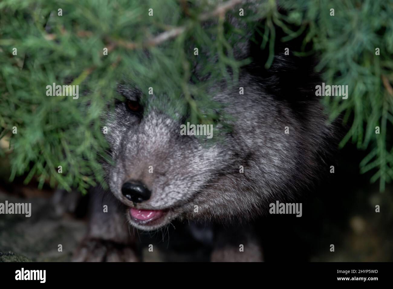 Closeup of a Polar fox in wildpark in Bavaria, Germany Stock Photo - Alamy