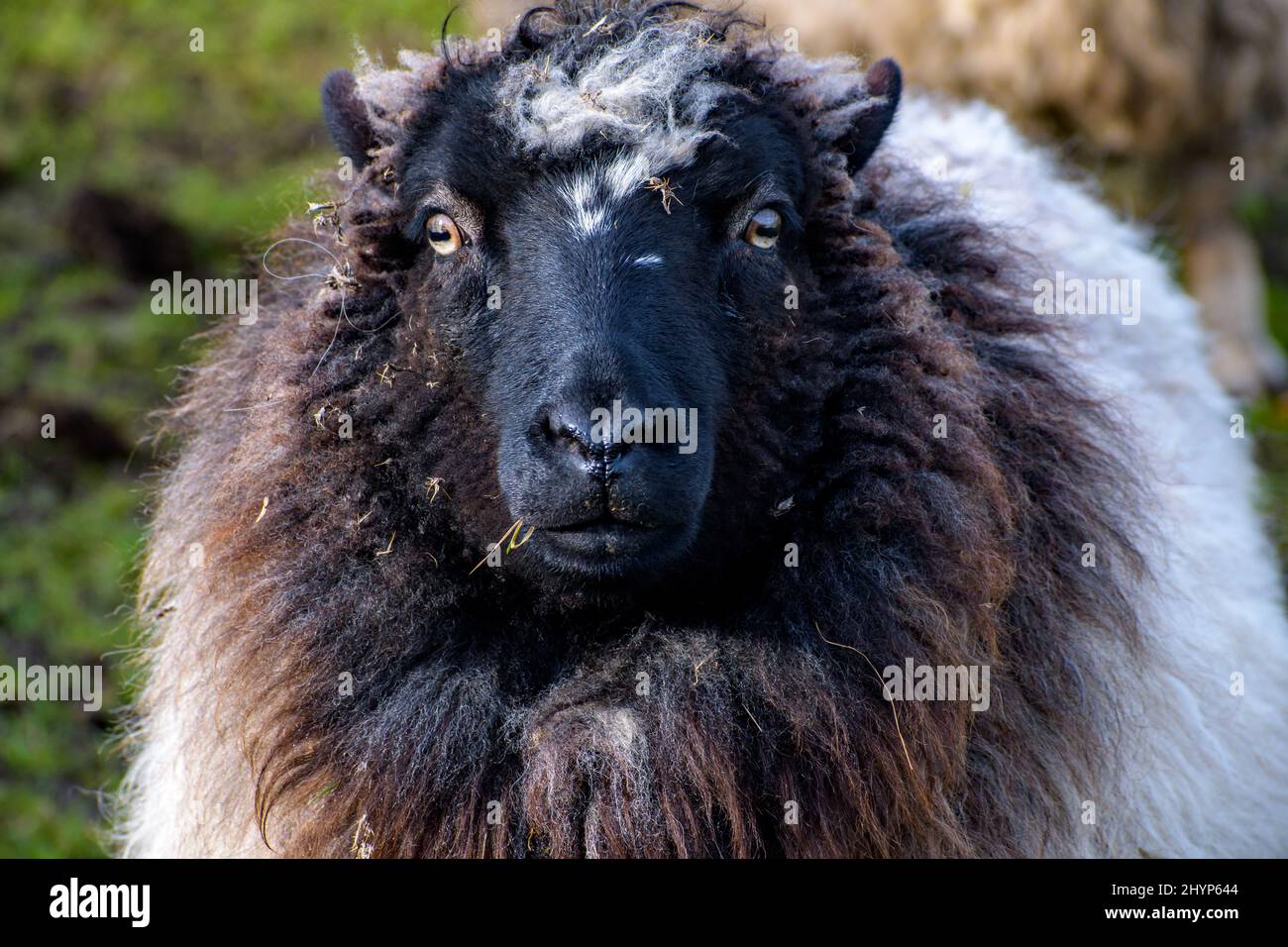 Pretty sheep hi-res stock photography and images - Alamy