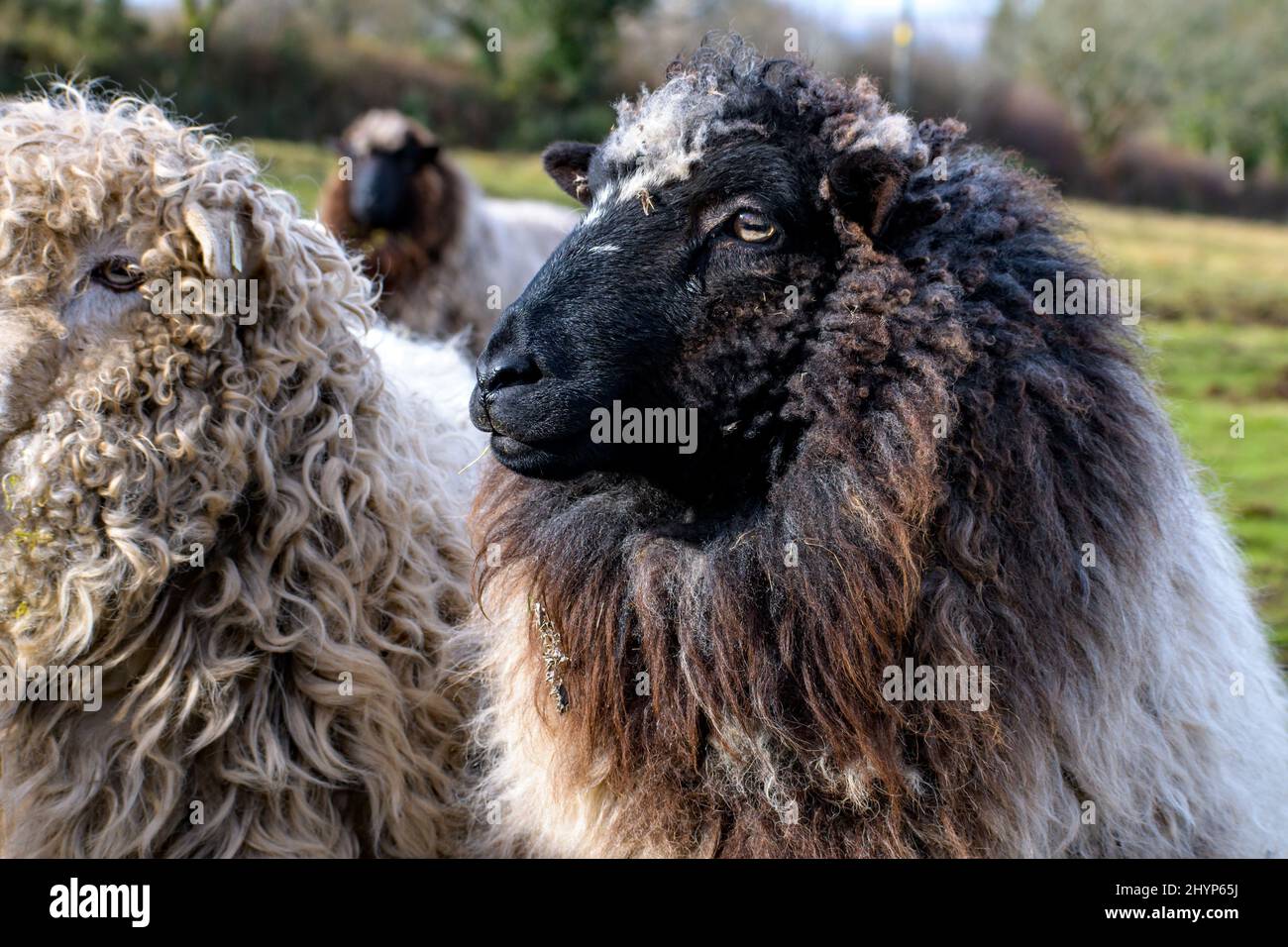Happy woolly face hi-res stock photography and images - Alamy