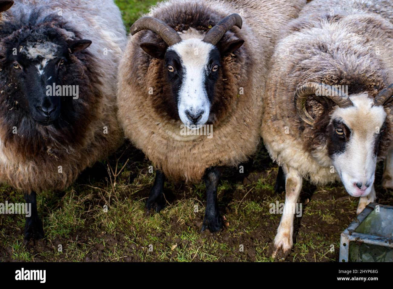 A group of black and white sheep graze in a green meadow. Beautiful ...