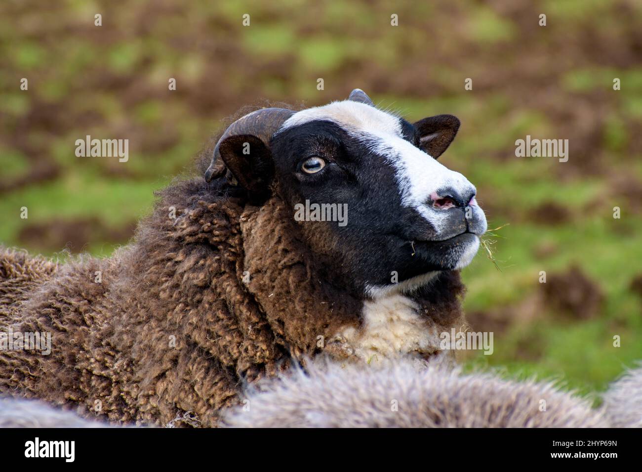 A face of a black and white sheep graze in a green meadow. Beautiful ...