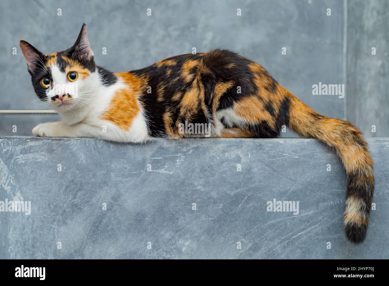 Three colored cats sitting on a loft plaster wall Stock Photo - Alamy