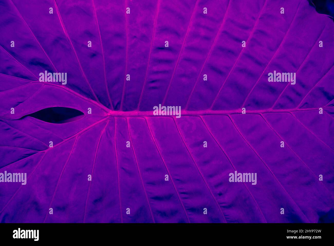 Close up of tropical green big leaf texture. Background Stock Photo - Alamy