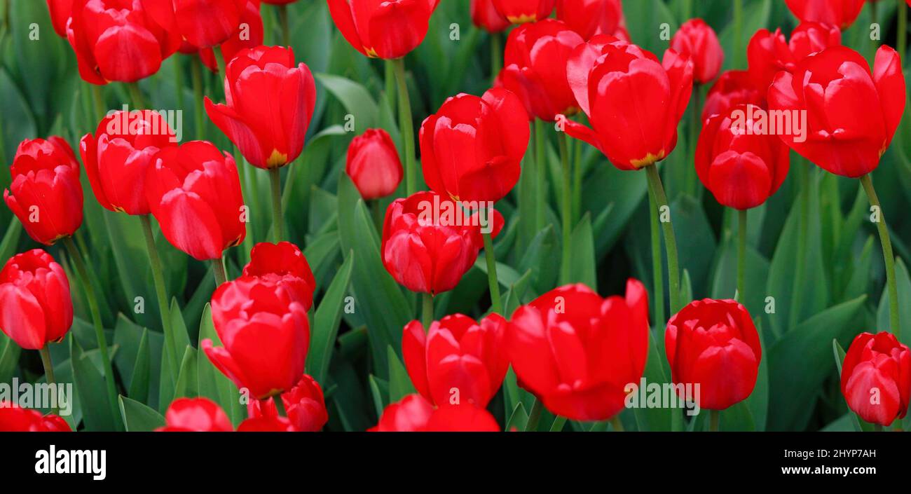 red tulip at spring on Earth Stock Photo - Alamy