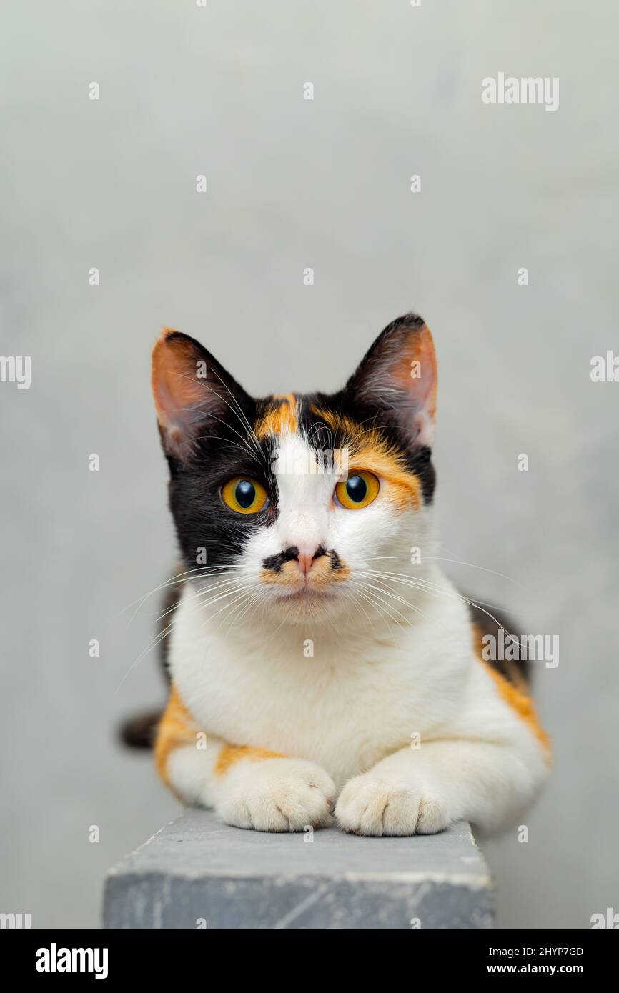 Three colored cats sitting on a loft plaster wall Stock Photo - Alamy
