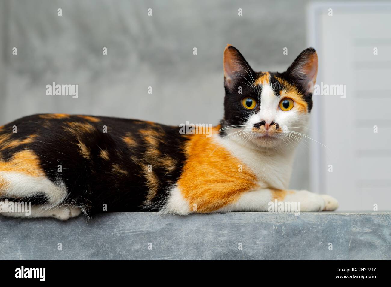 Three colored cats sitting on a loft plaster wall Stock Photo - Alamy