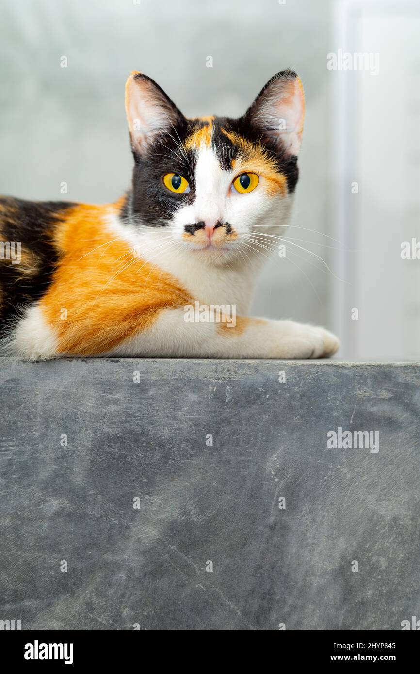 Three colored cats sitting on a loft plaster wall Stock Photo - Alamy