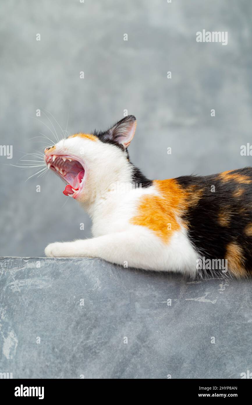 Three colored cats sitting on a loft plaster wall Stock Photo - Alamy