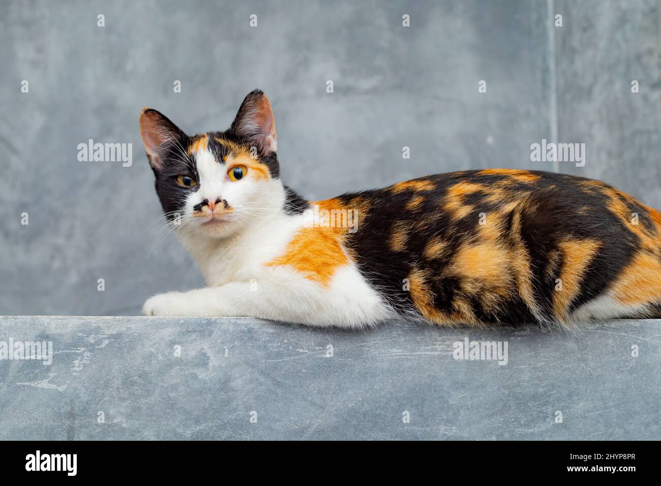 Three colored cats sitting on a loft plaster wall Stock Photo - Alamy