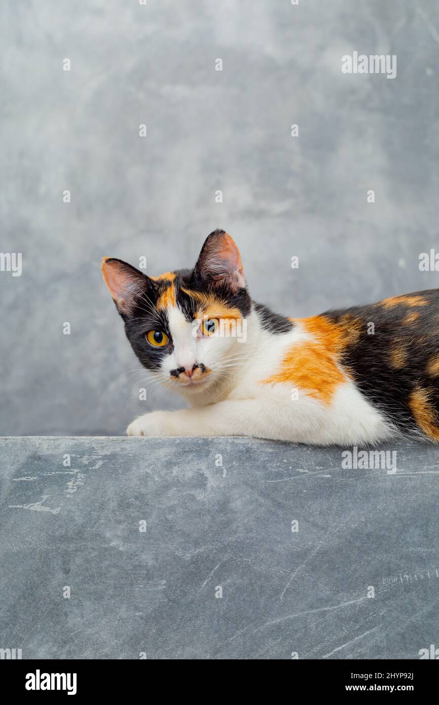 Three colored cats sitting on a loft plaster wall Stock Photo - Alamy