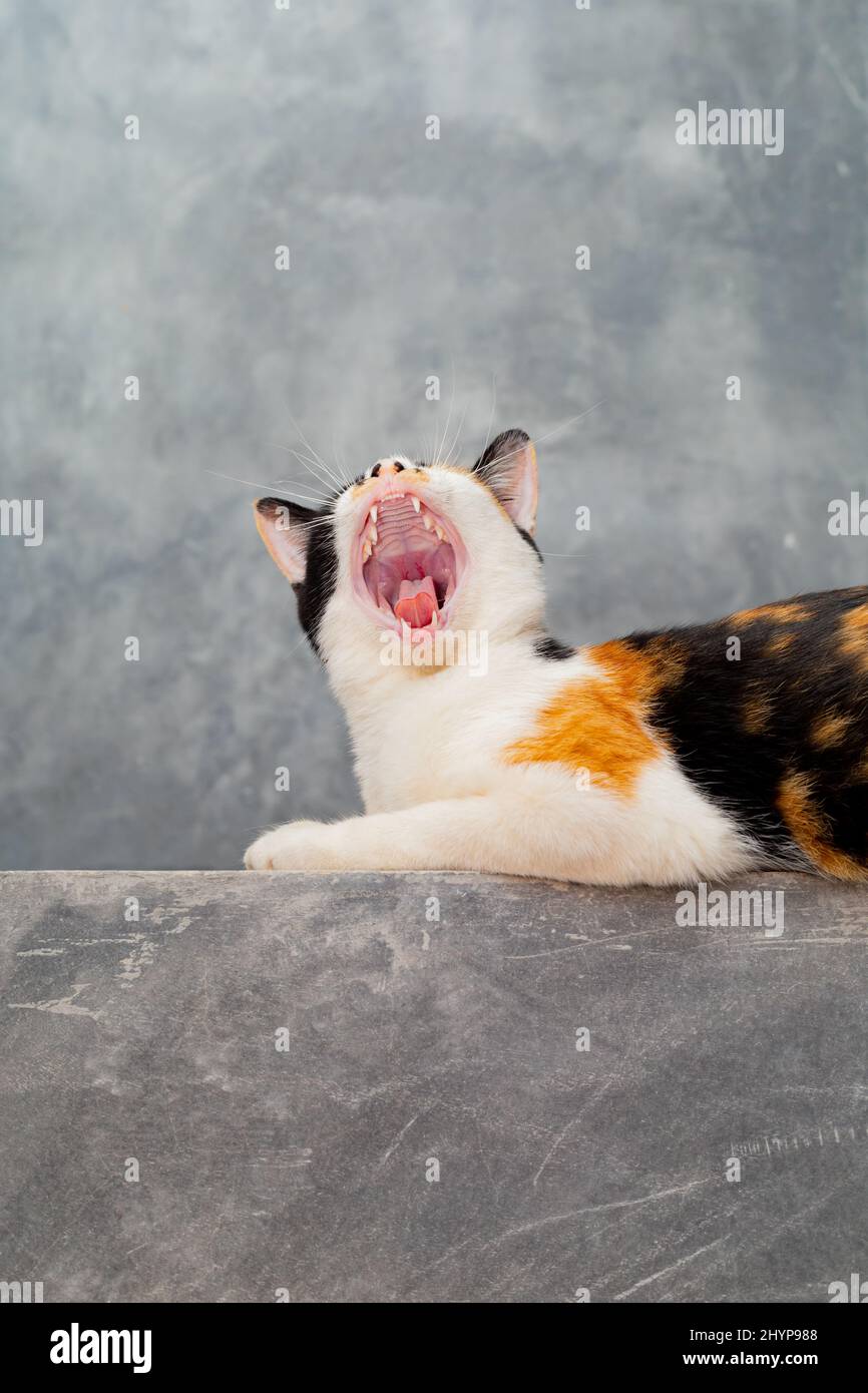 Three colored cats sitting on a loft plaster wall Stock Photo - Alamy
