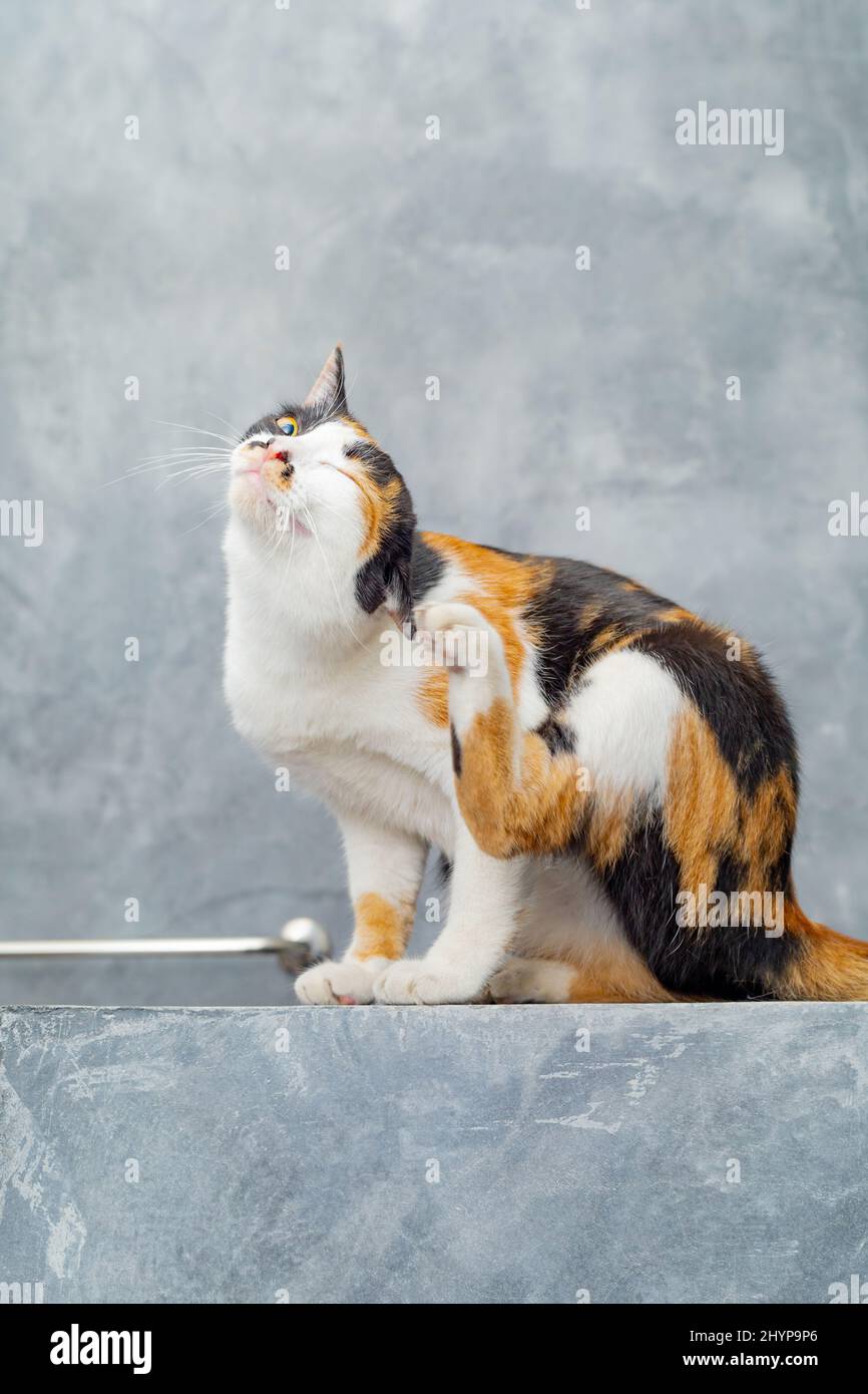 Three colored cats sitting on a loft plaster wall Stock Photo - Alamy