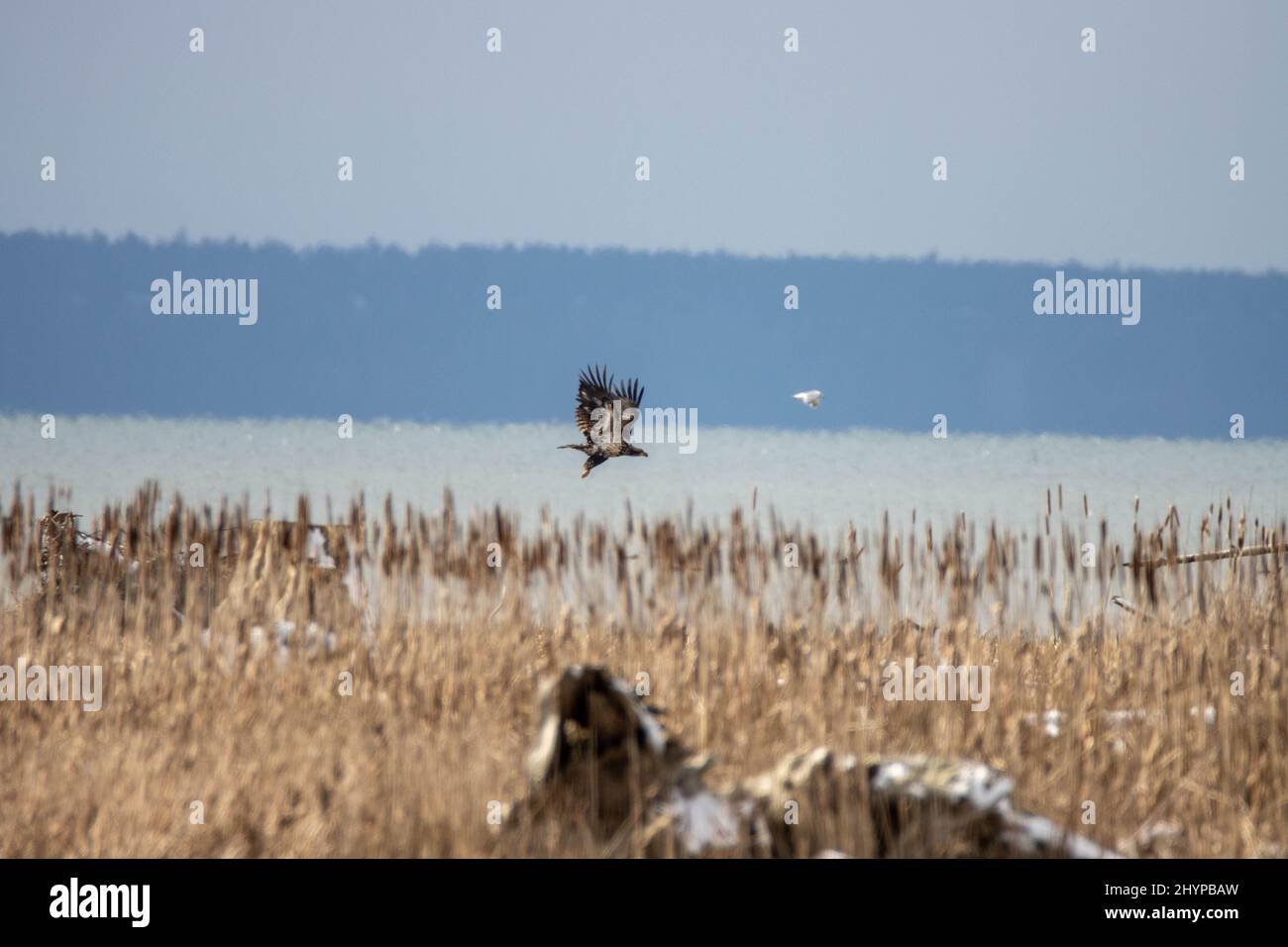 Closeup of an eagle flying above a field Stock Photo - Alamy