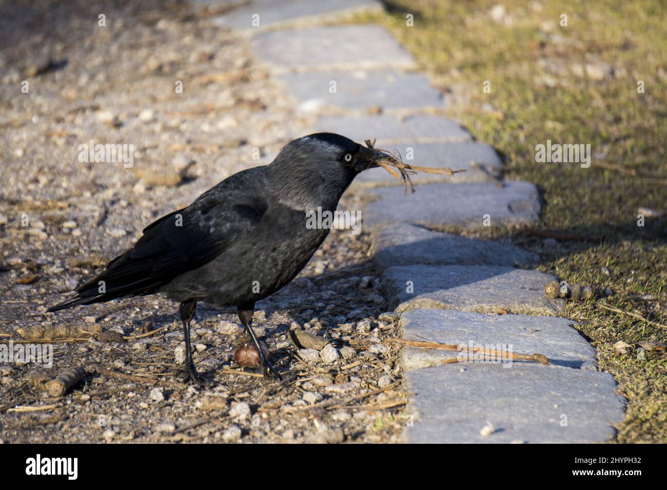Crow bird picking hi-res stock photography and images - Alamy