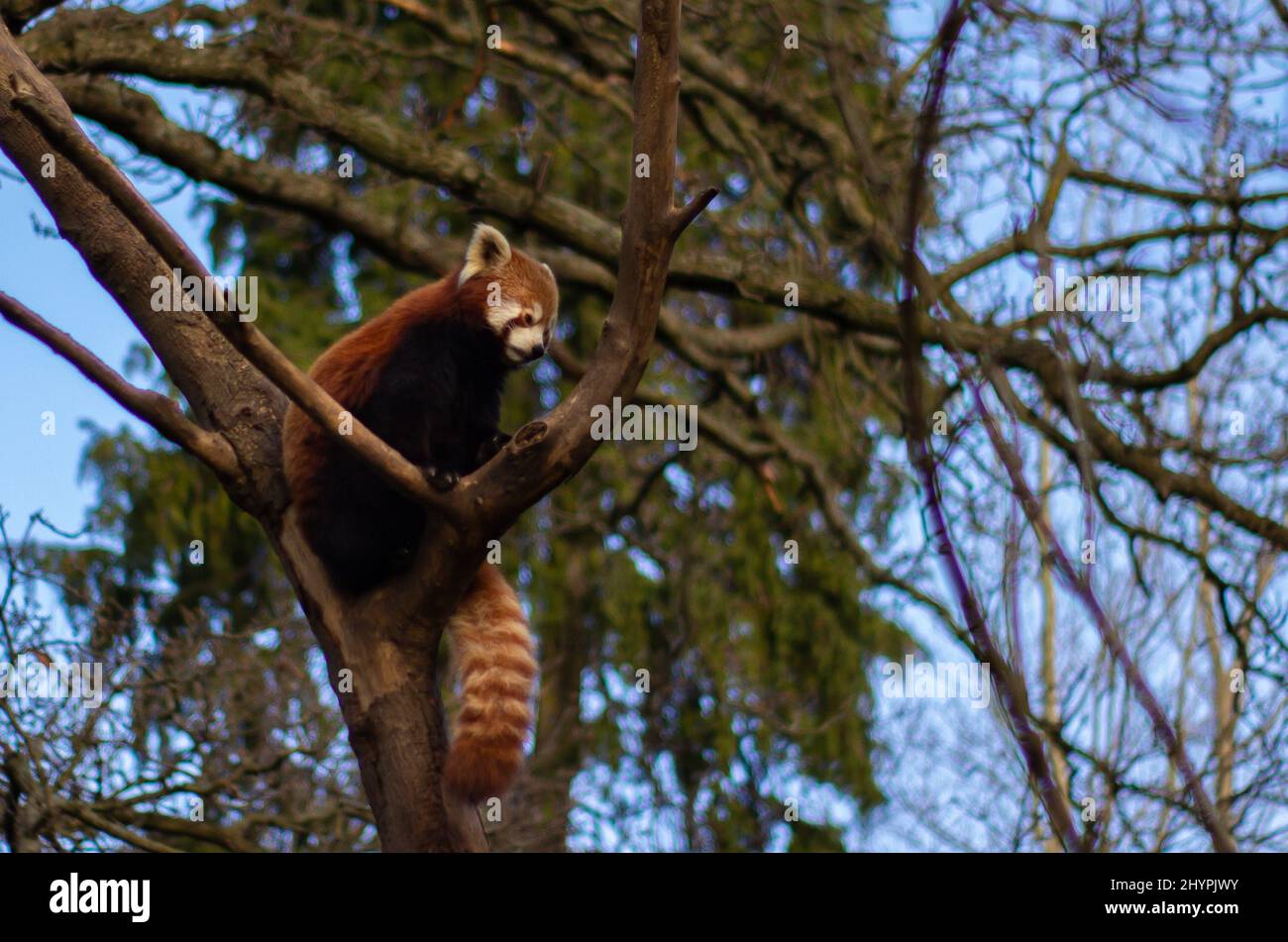 Photo of Red panda sitting on a tree Stock Photo - Alamy
